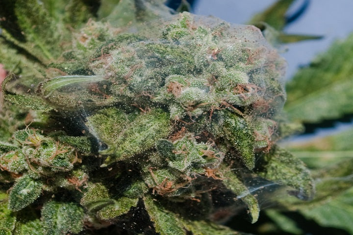 Spider Mites And Your Marijuana Plants – Grasscity